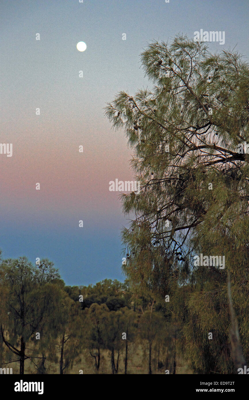 Australian outback with a full moon Stock Photo - Alamy