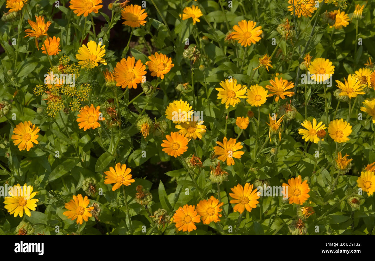 Flowerbed with many marigolds (Calendula officinalis Stock Photo - Alamy