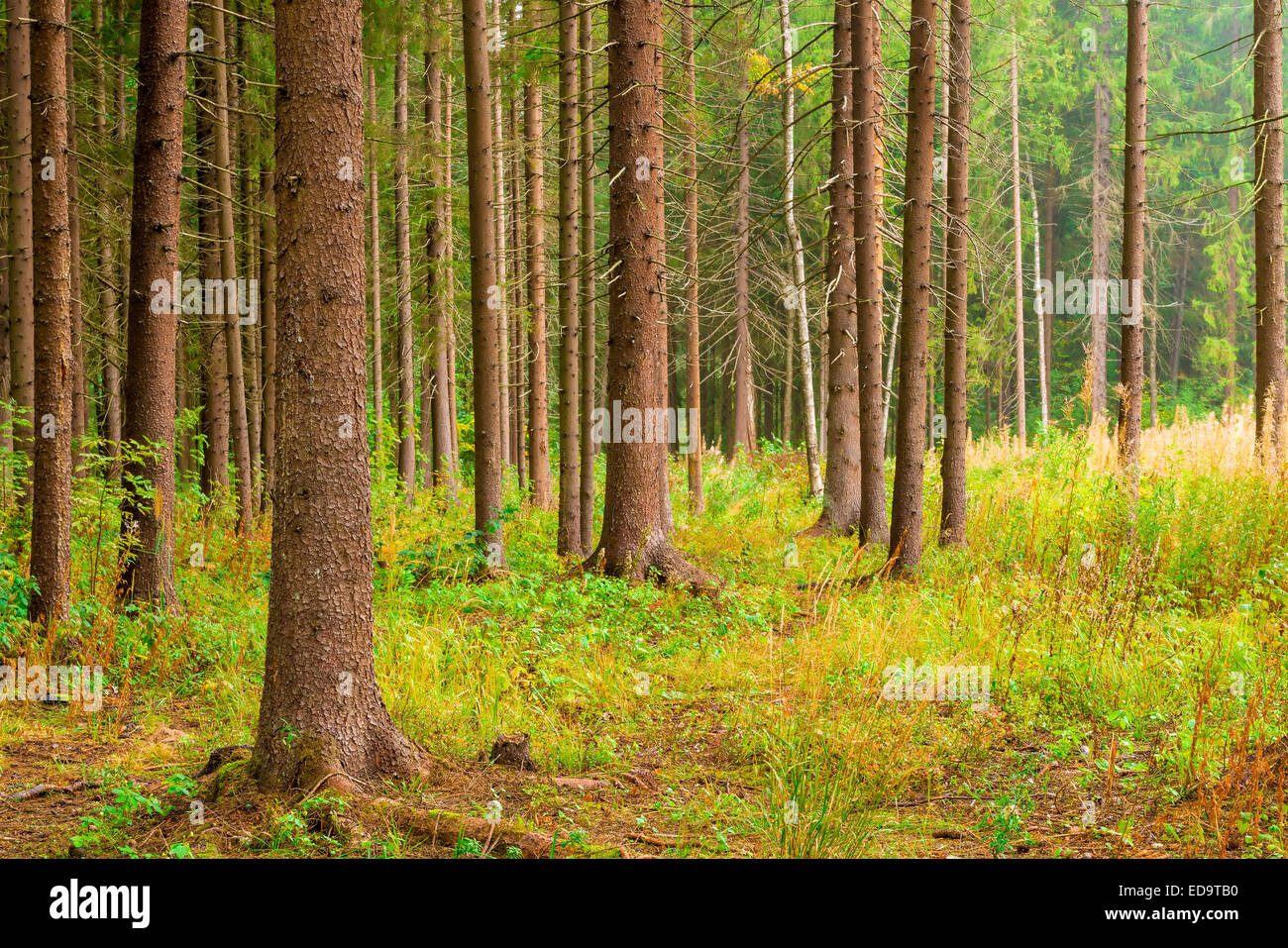 Branches sticking hi-res stock photography and images - Alamy