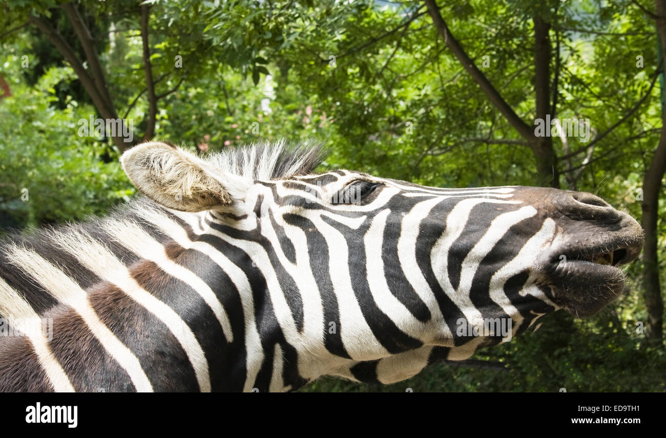 Head of zebra on green plants background, sort zebra Chapman, latin ...