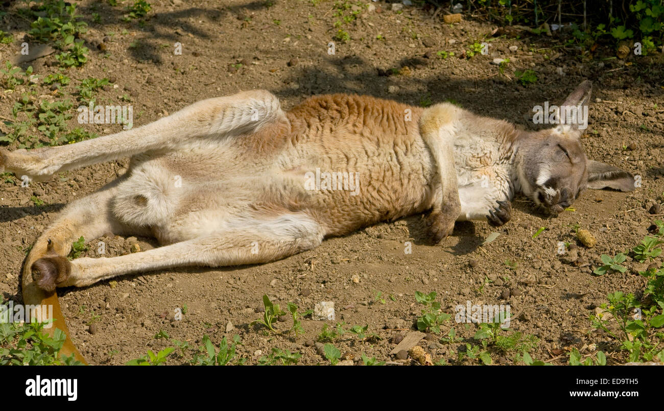 Kangaroo Sleeping High Resolution Stock Photography and Images - Alamy