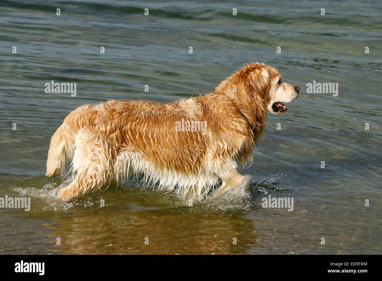 Golden retriever in the water Stock Photo - Alamy