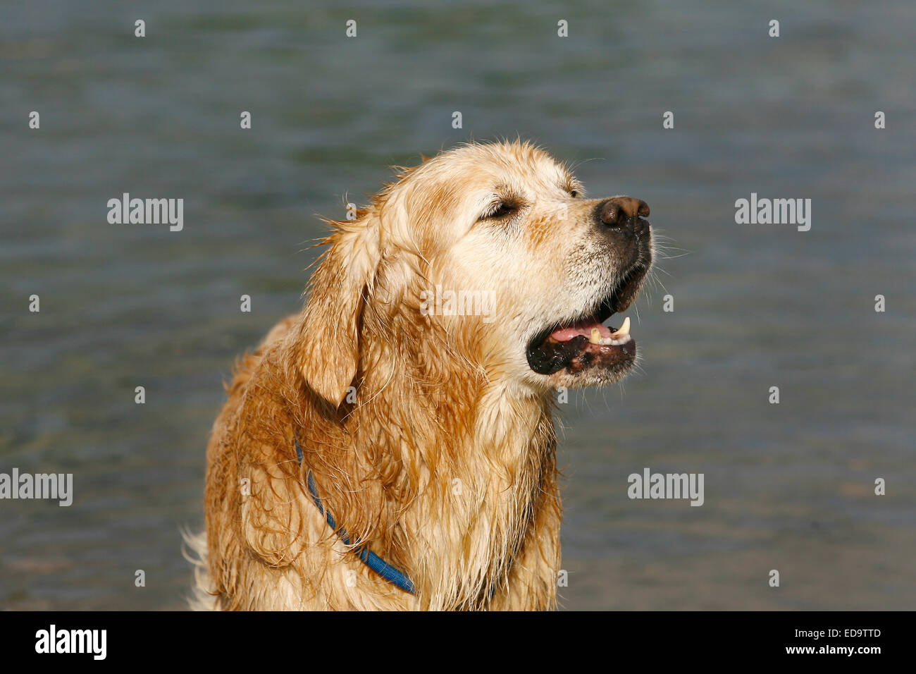 Golden Retriever Dog sitting in the river Stock Photo - Alamy