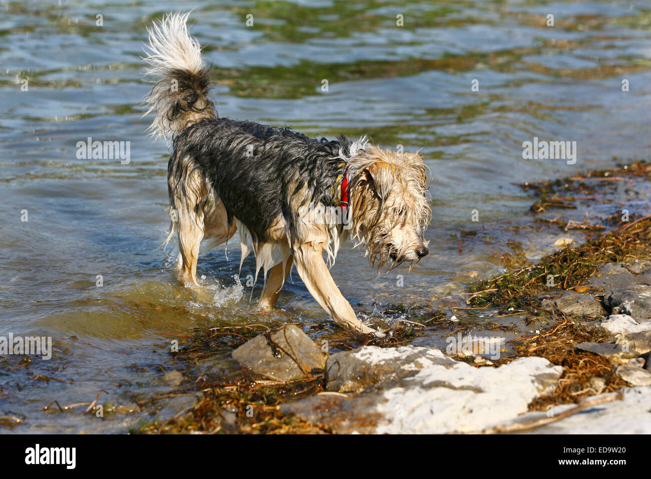 The Dog in the River Water Stock Photo - Alamy