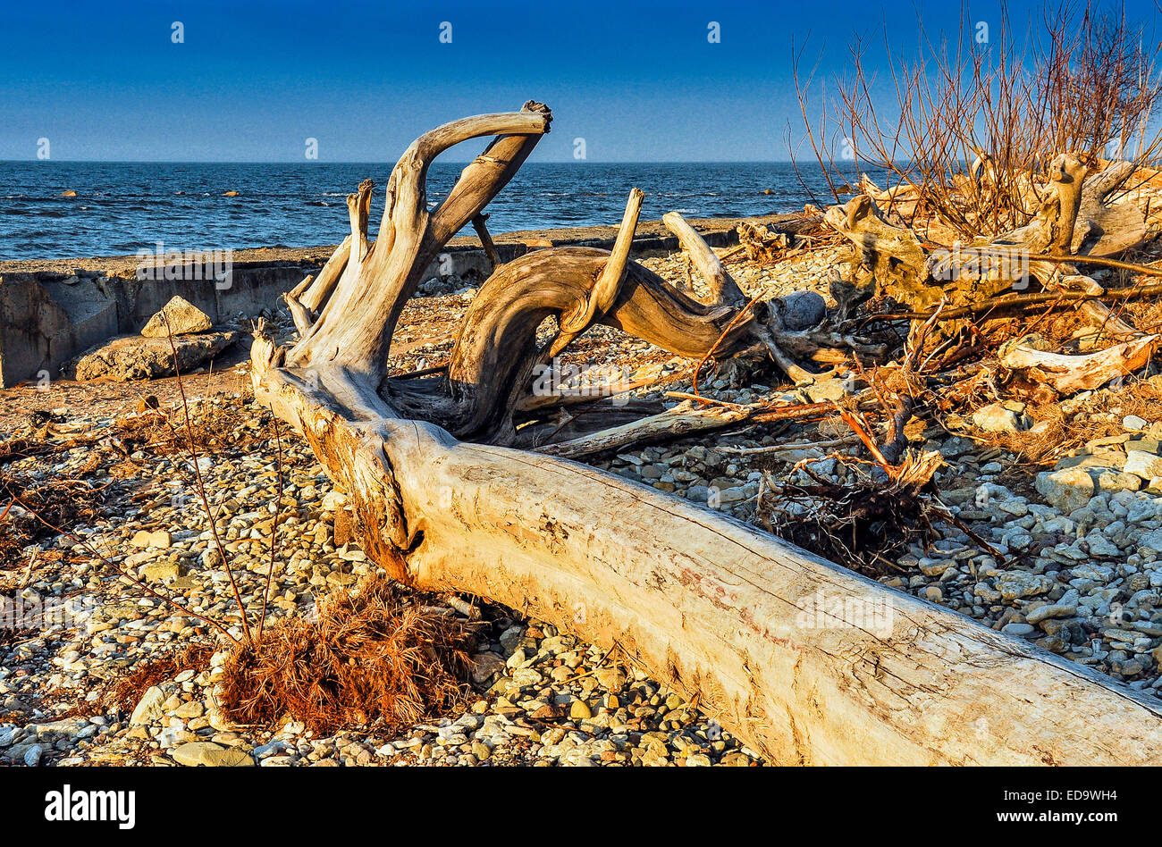 The thrown-out tree Stock Photo - Alamy