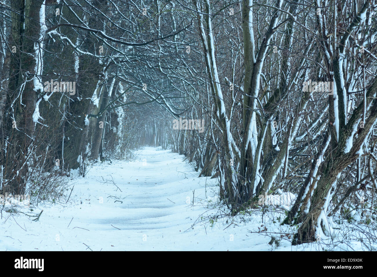 Winter scene in a woodland setting.Snow settles on a footpath and the ...