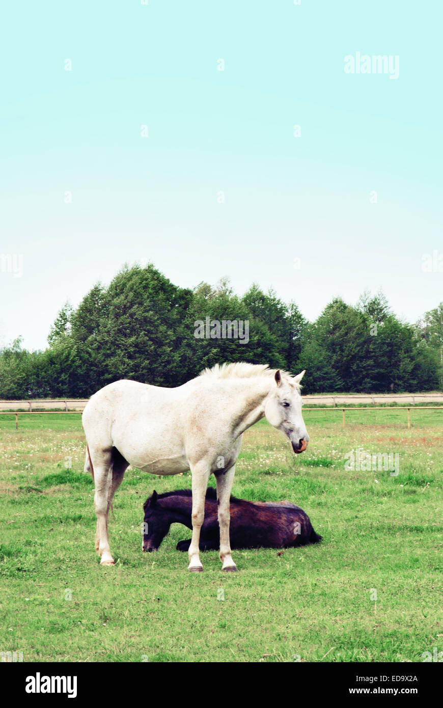 Adult horses hi-res stock photography and images - Alamy