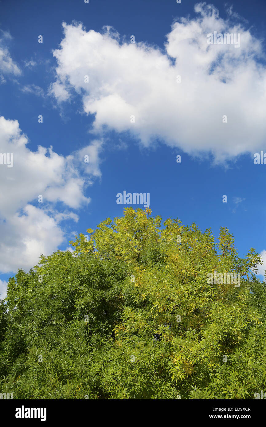 Big Green Tree Crown with Blue Sky in background Stock Photo - Alamy