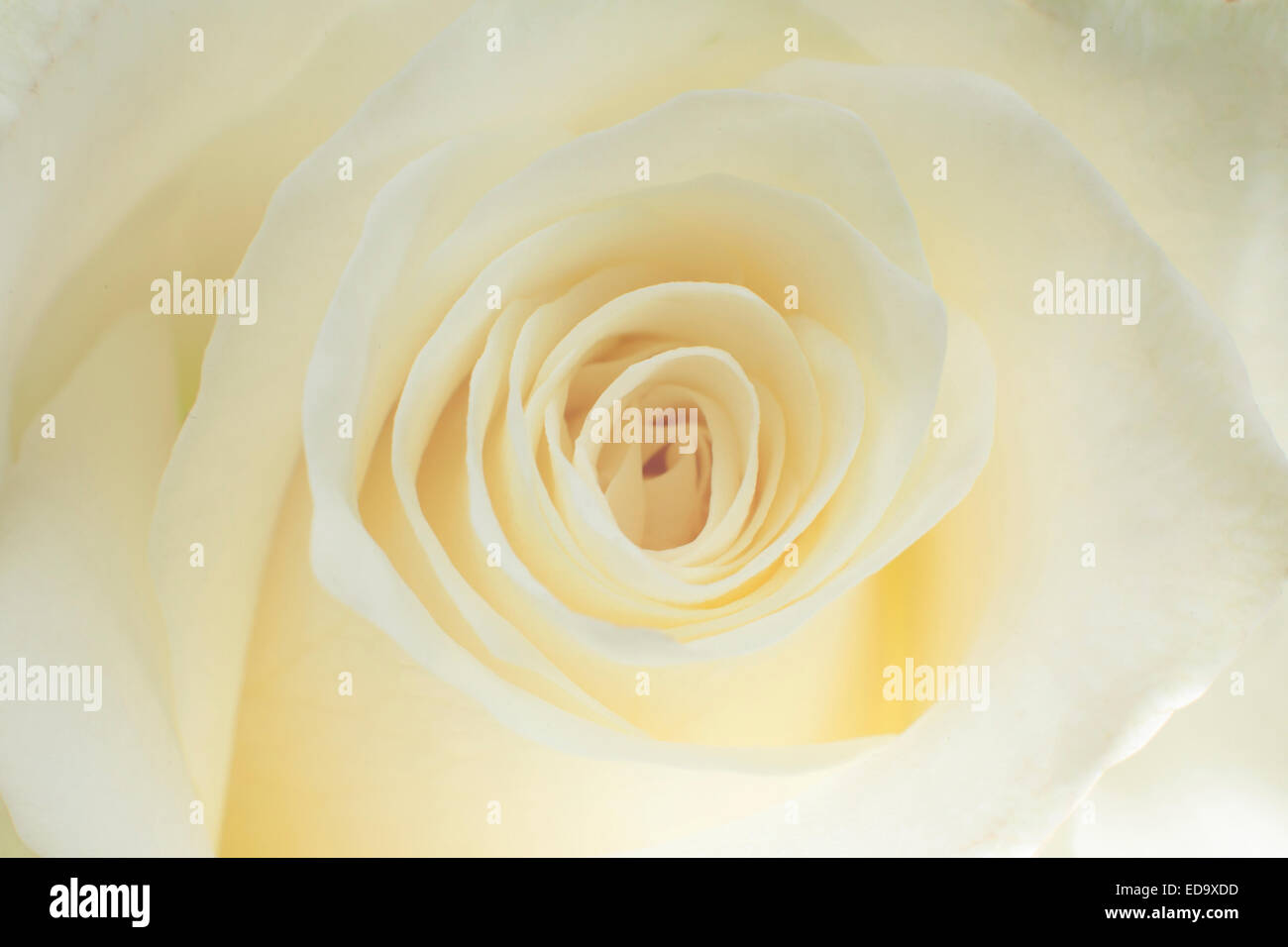 closeup of creamy white rose Stock Photo - Alamy