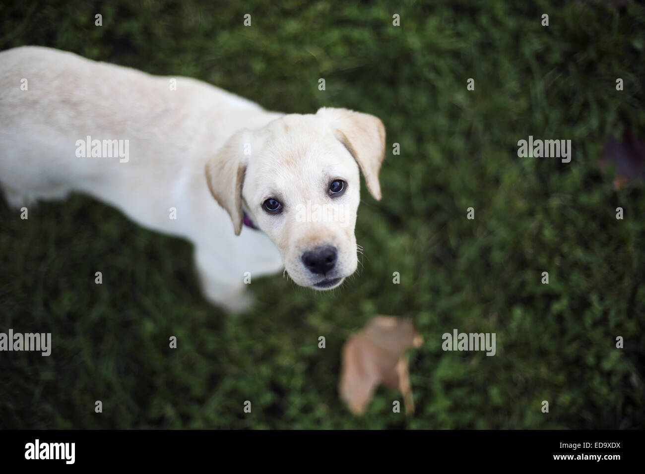 Pappy hi-res stock photography and images - Alamy