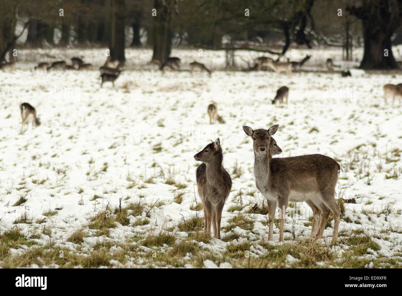 English deer hi-res stock photography and images - Alamy