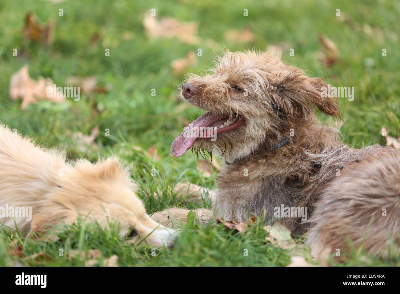 Two Dogs Playing in the Green Grass on park Stock Photo - Alamy