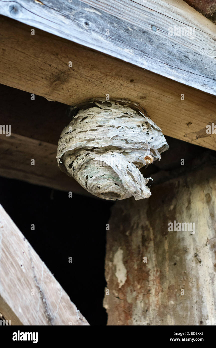 An empty wasps' nest in an abandoned building (UK Stock Photo - Alamy