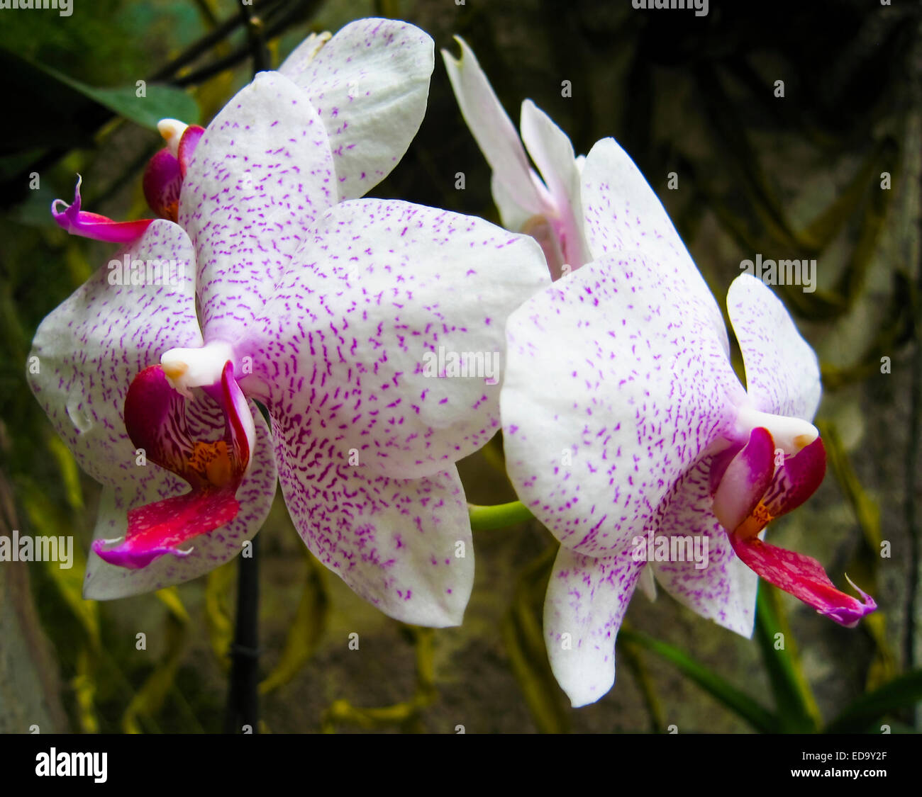 Two white orchids with purple spots, horizontal orientation Stock Photo ...