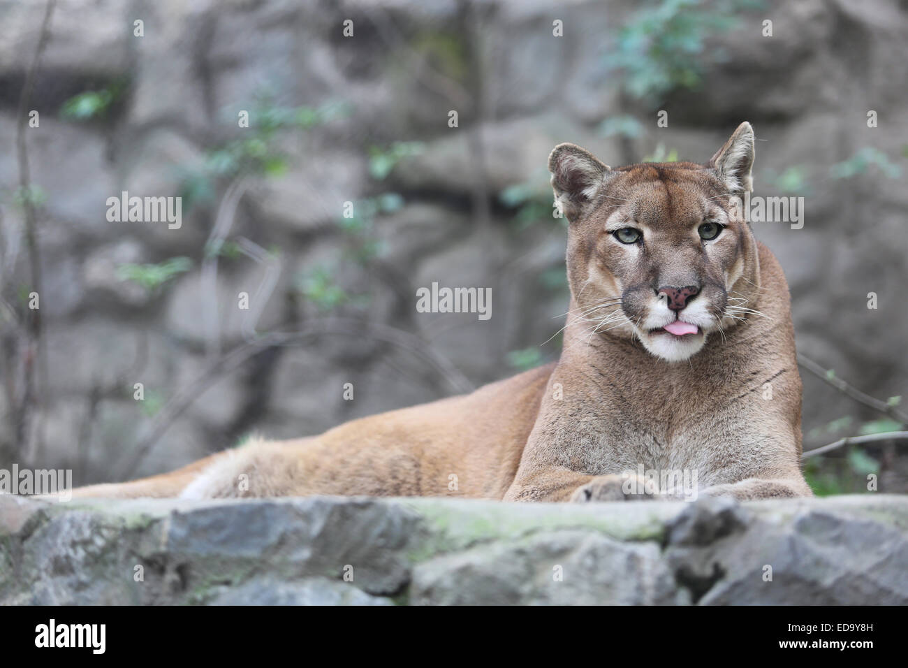 Puma Licking Lips Stock Photo - Alamy