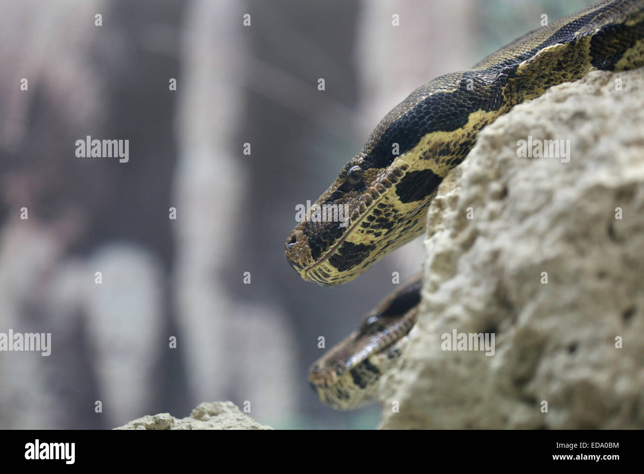 Head of Two Python Stock Photo - Alamy