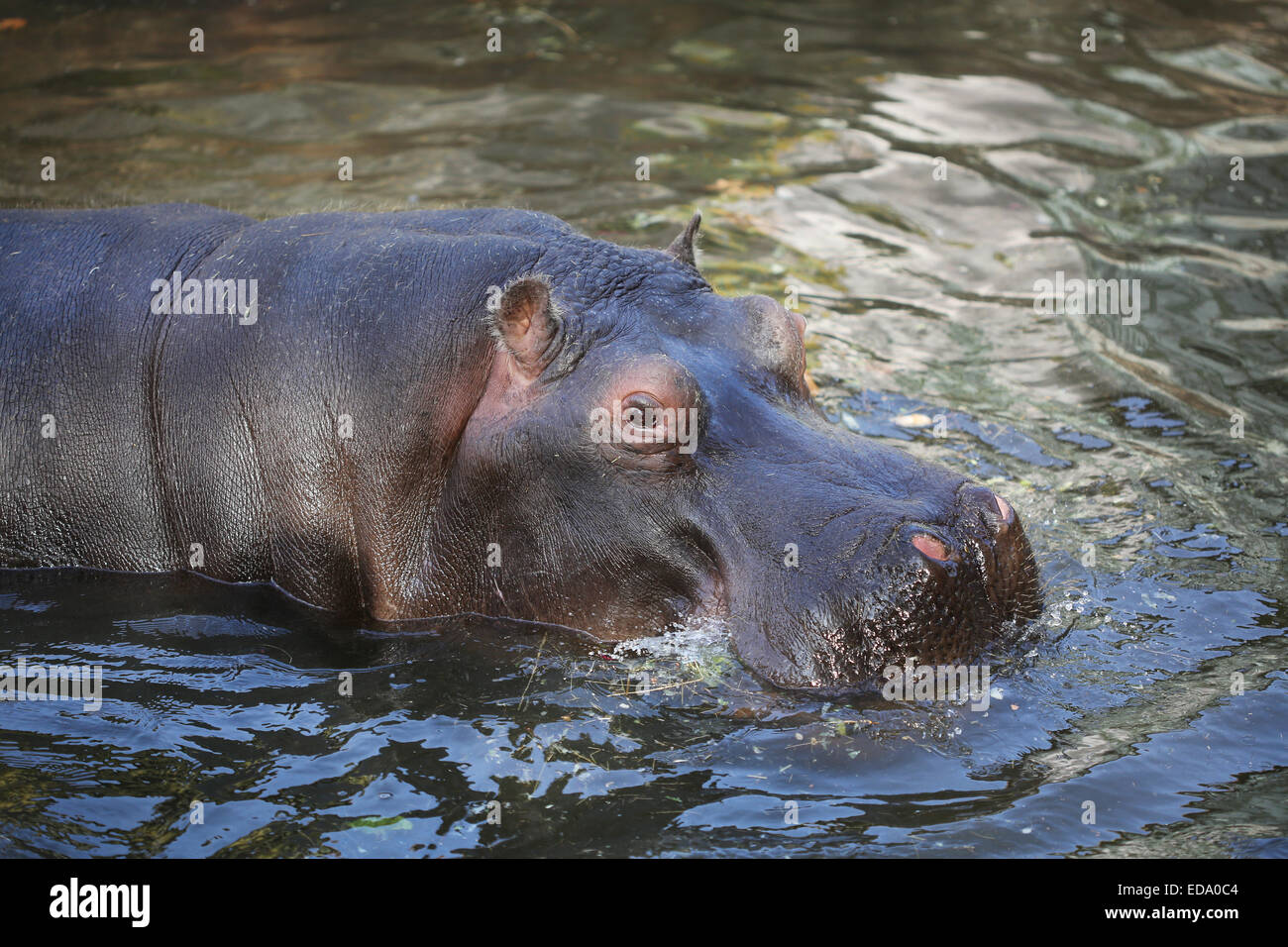 Big Hippo Resting In The Water Stock Photo - Alamy