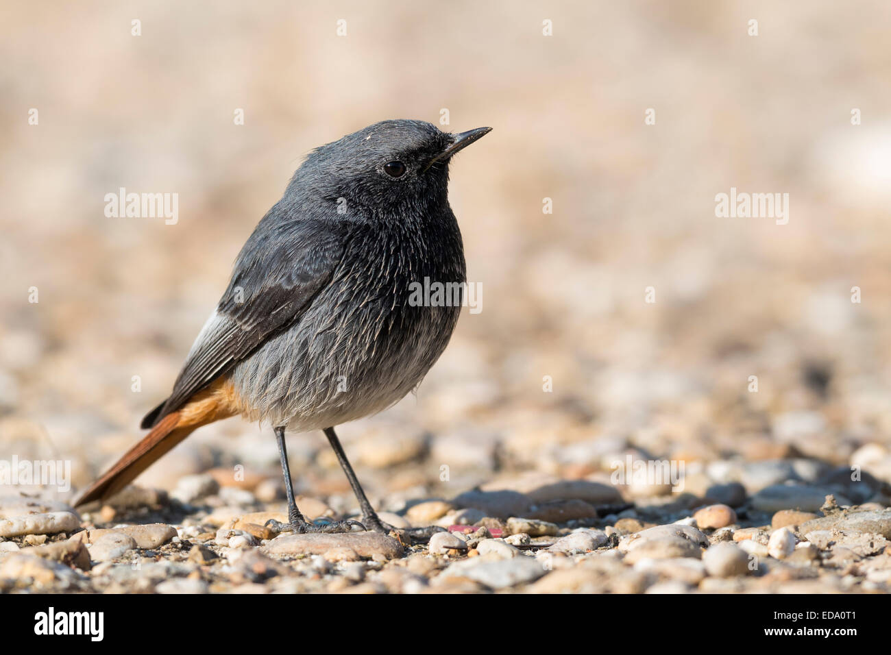 Black Redstart male Stock Photo - Alamy