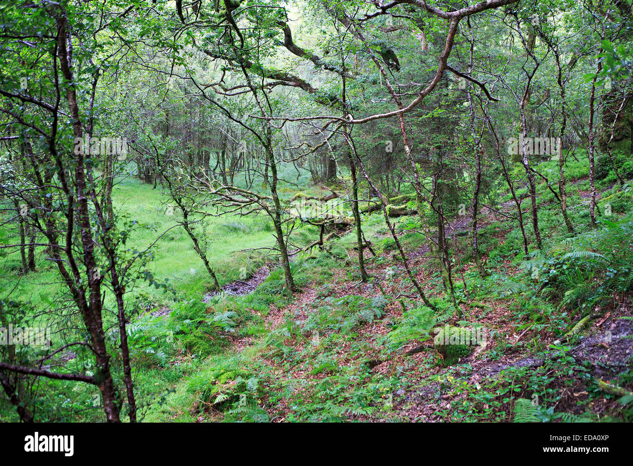 Relic deciduous forest after rain Stock Photo - Alamy
