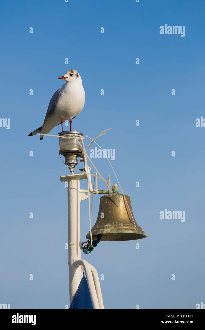 Bell bird hi-res stock photography and images - Alamy