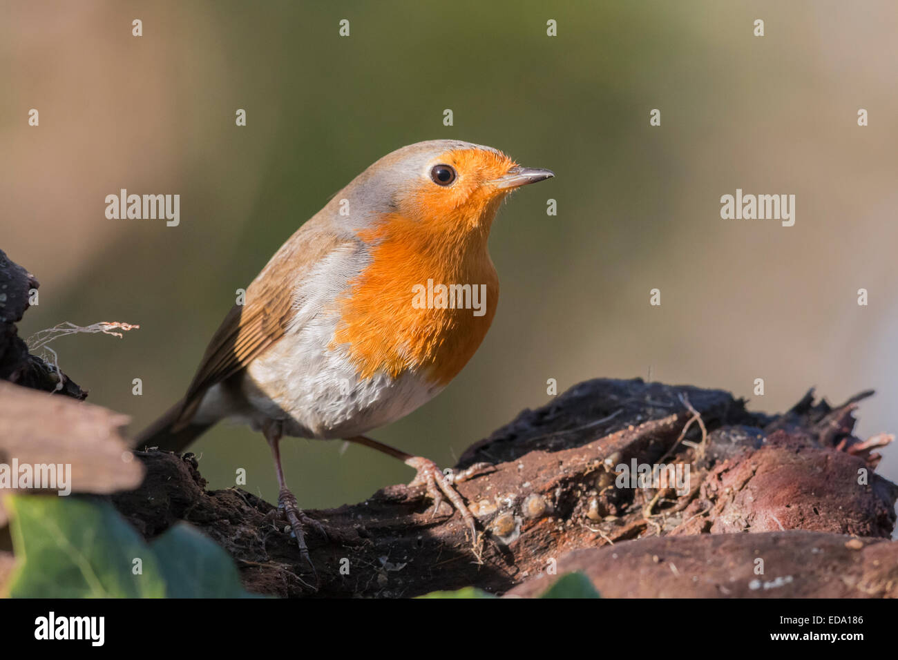 Robin in the woods Stock Photo - Alamy