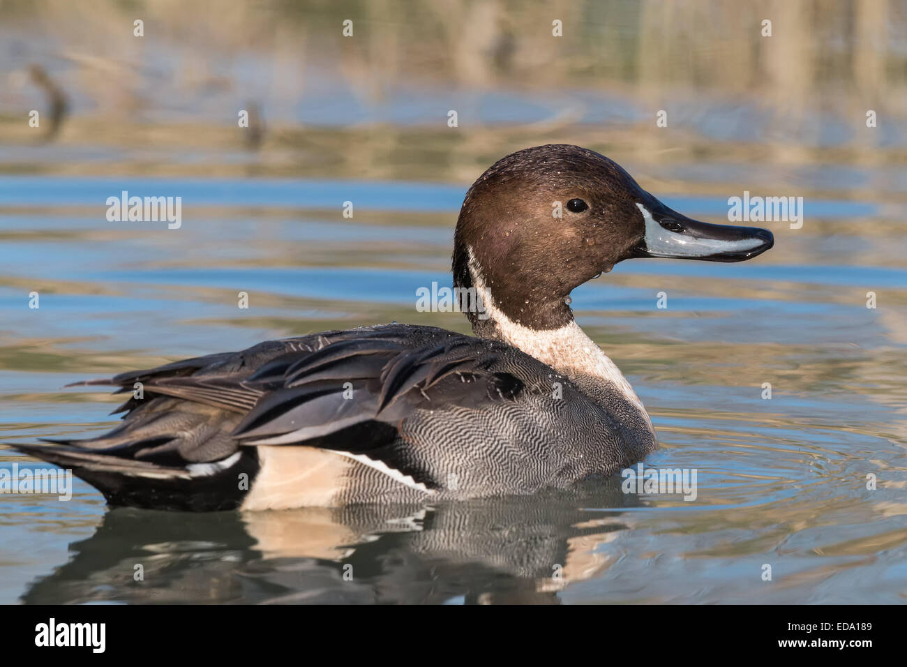 Pintail migration hi-res stock photography and images - Alamy