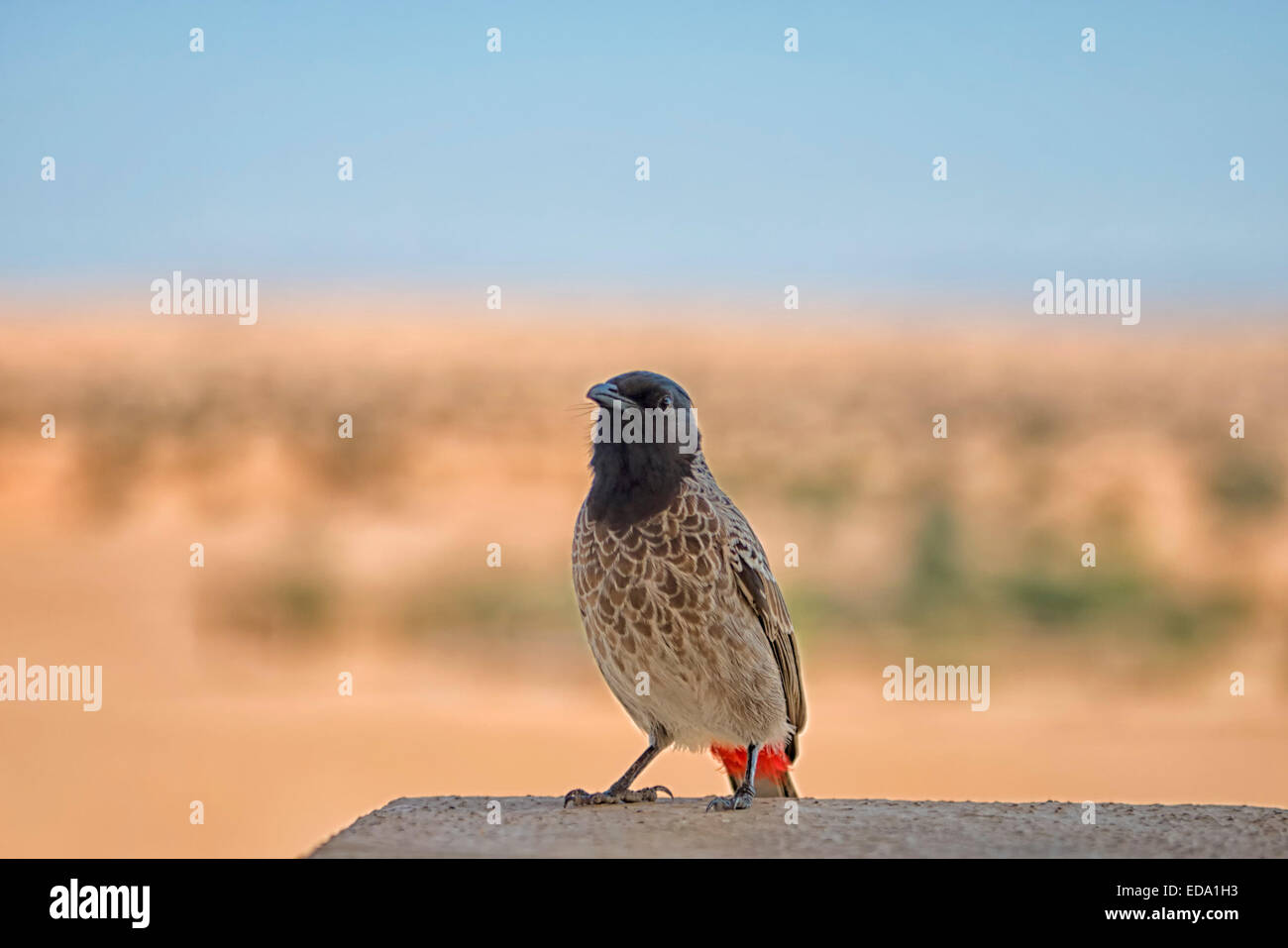 Uae Desert Camel High Resolution Stock Photography and Images - Alamy