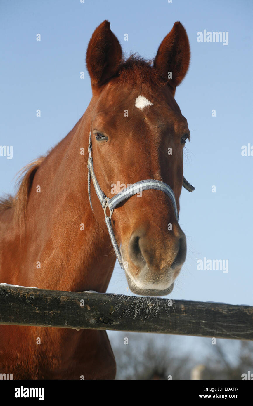 Portrait of a beautiful thoroughbred horse in winter corral under blue ...