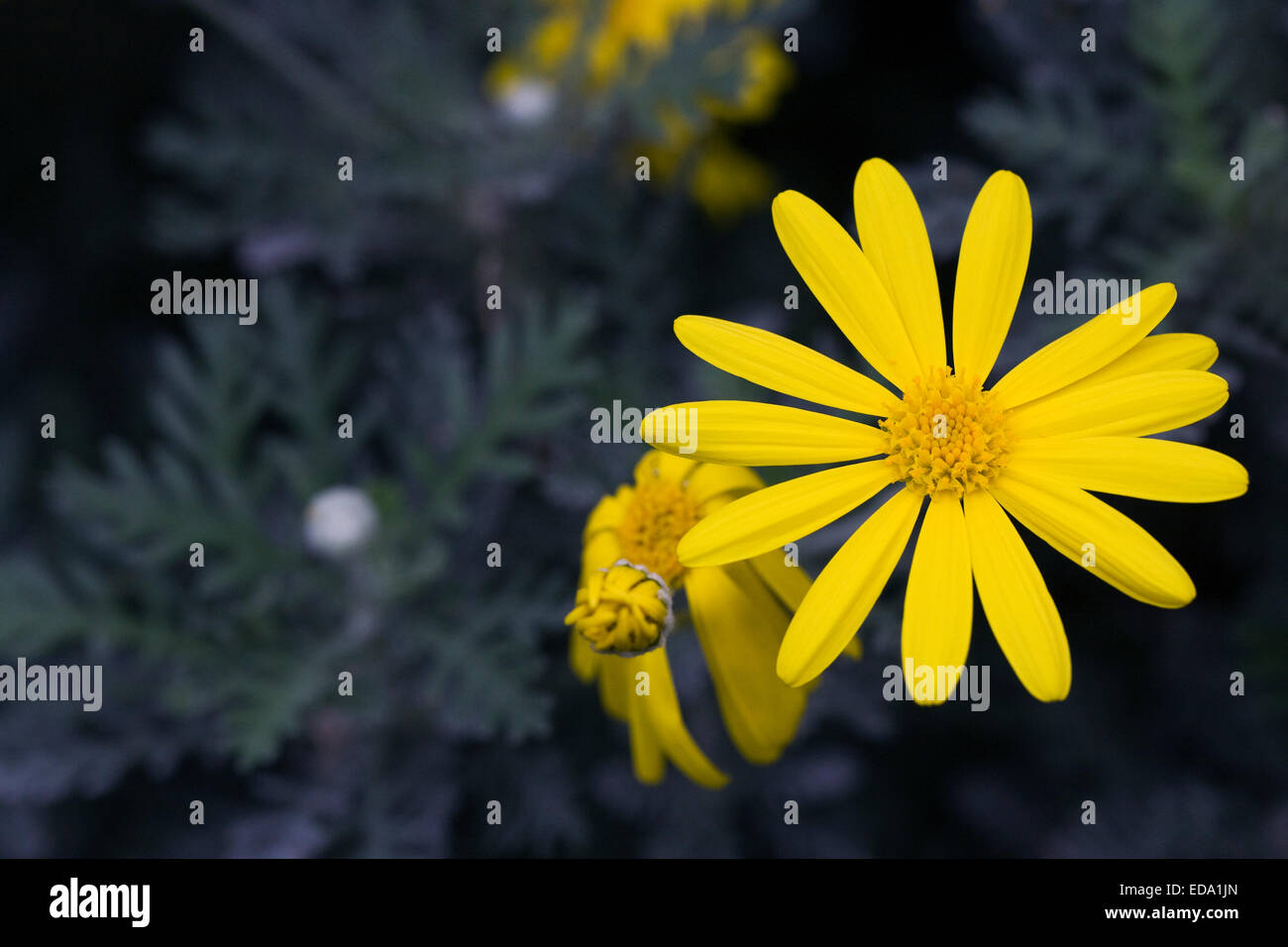 Euryops pectinatus hi-res stock photography and images - Alamy