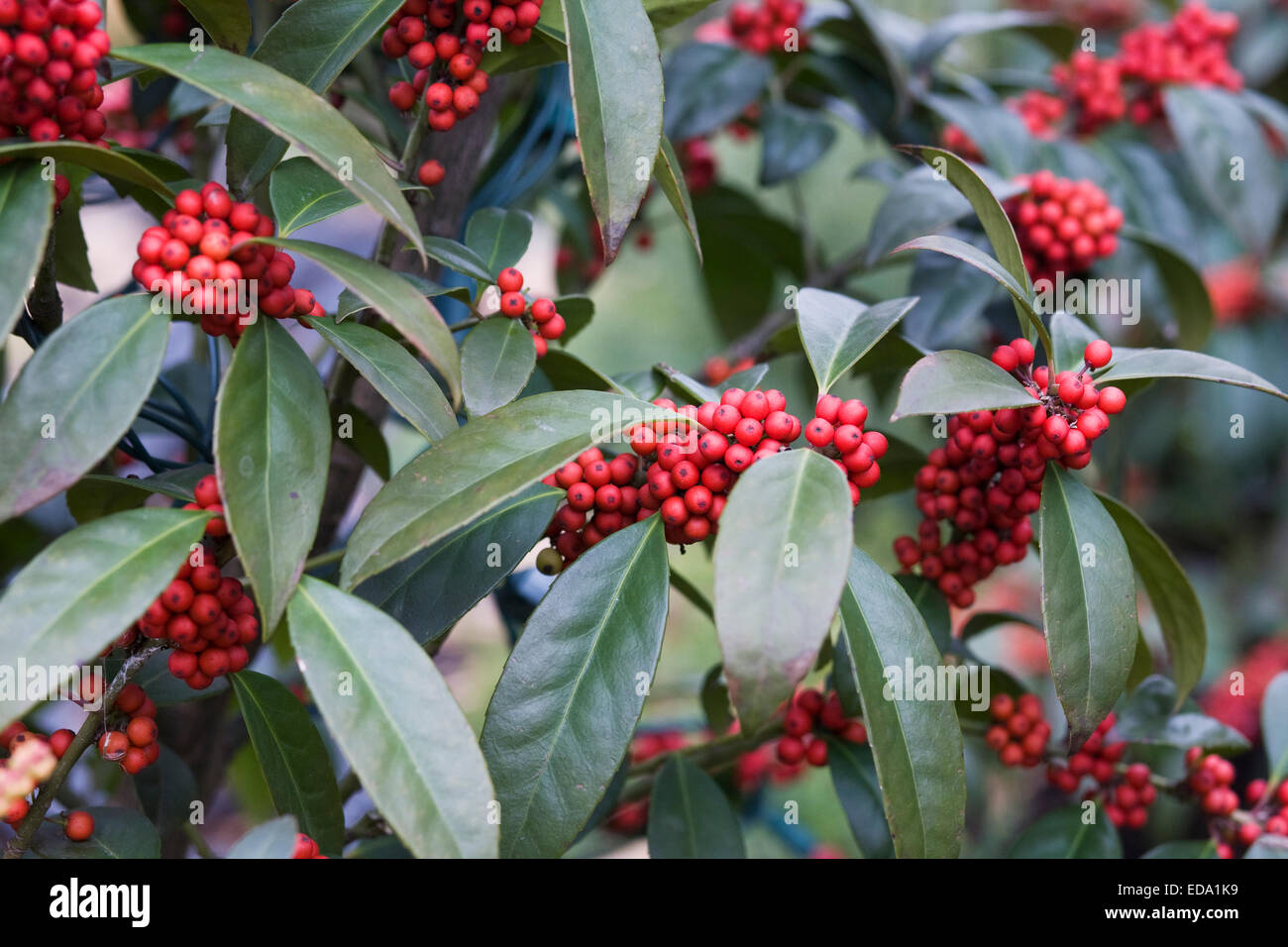 Red berries in Winter Stock Photo - Alamy