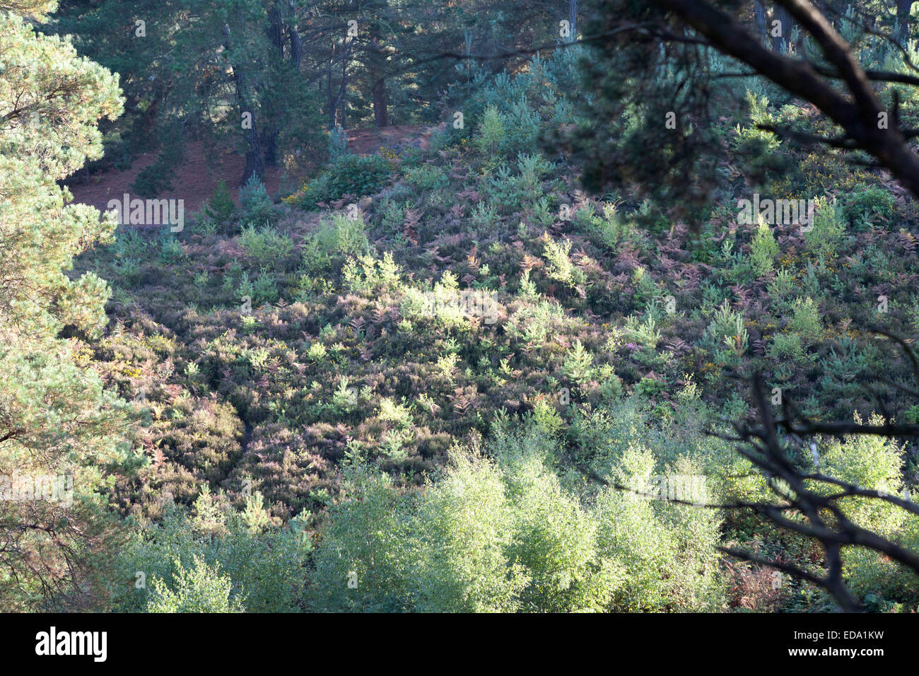 Scots Pine Wood Trees and young saplings Canford Heath Poole Dorset ...