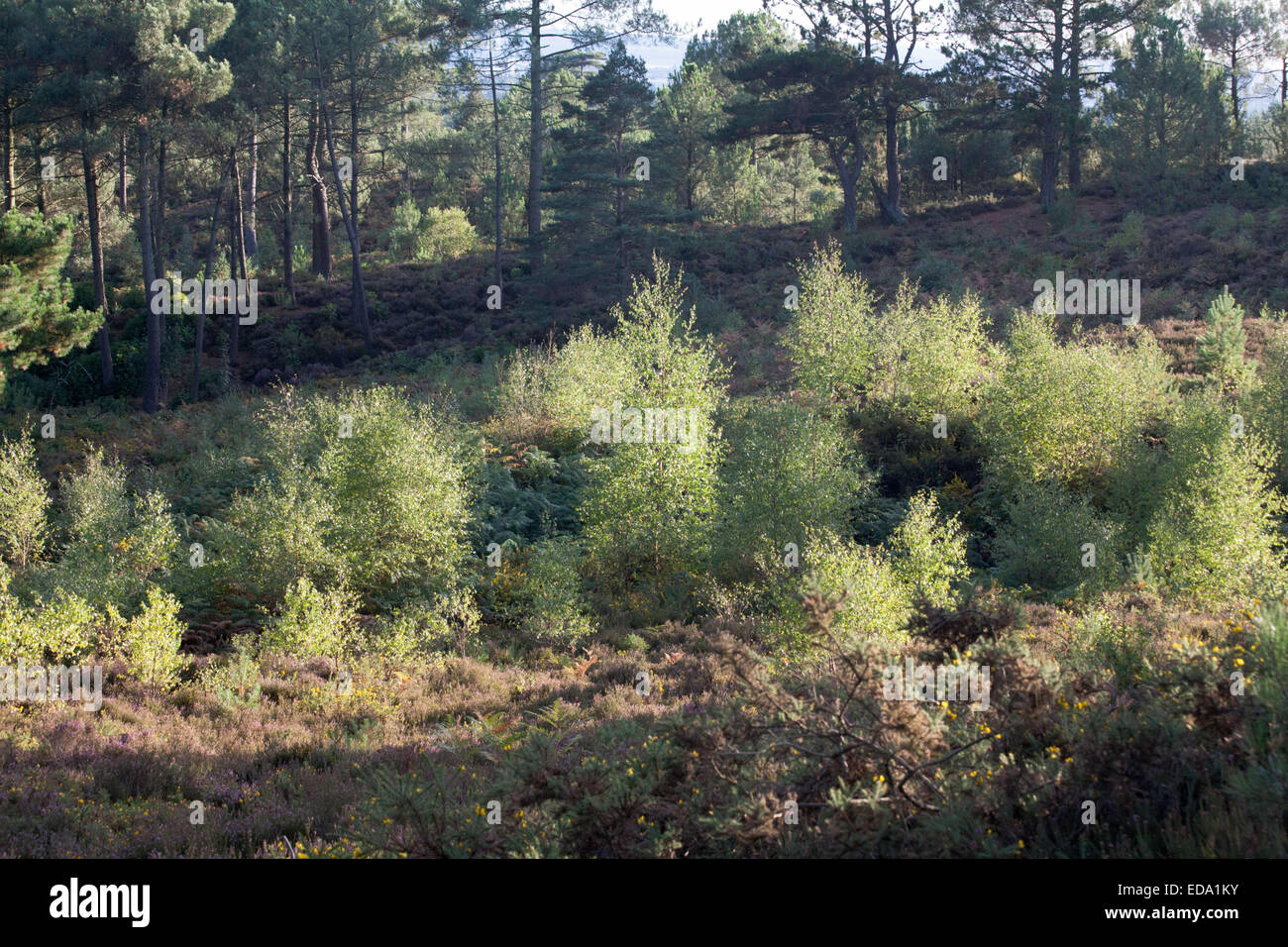Scots Pine Wood Trees and young saplings Canford Heath Poole Dorset ...