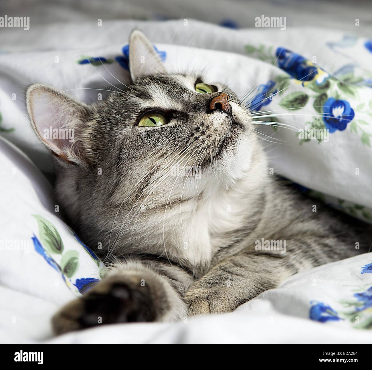 Top cat hi-res stock photography and images - Alamy