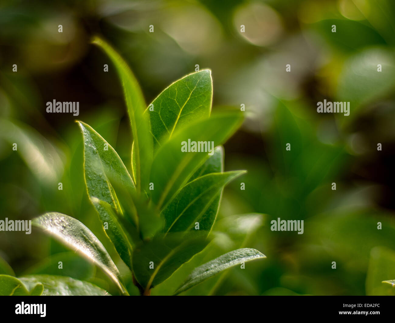 Bush bay hi-res stock photography and images - Alamy