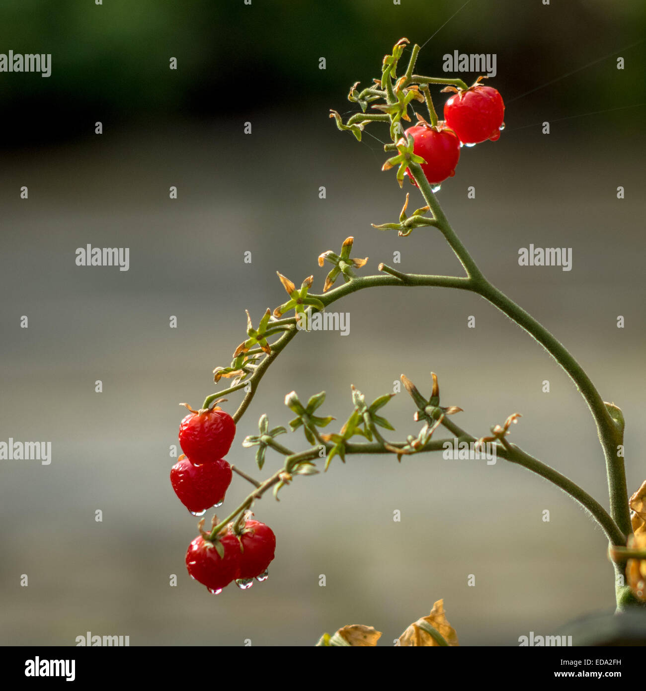 Left out in the rain, and past their best. Pentacon 135mm 2.8 Preset ...