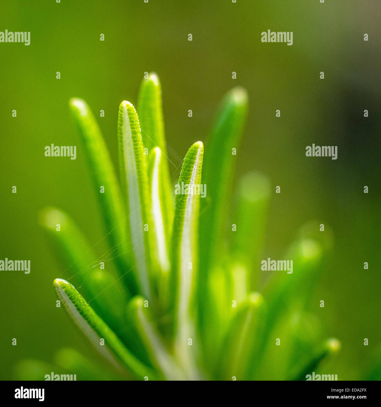Rosemary Close Up Stock Photo - Alamy