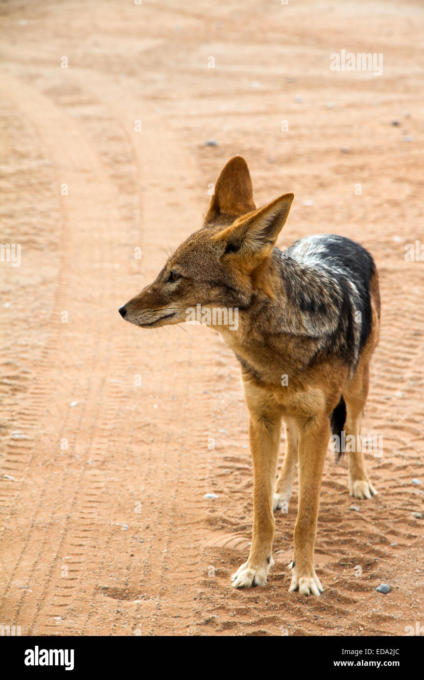 Jackal in the Sossusveli desert, Namibia Stock Photo - Alamy