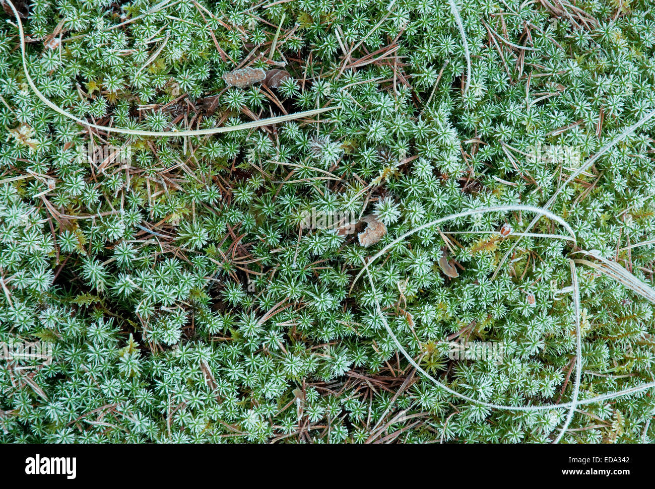 Frosted Polytrichum commune on shores of Loch Morlich Stock Photo - Alamy