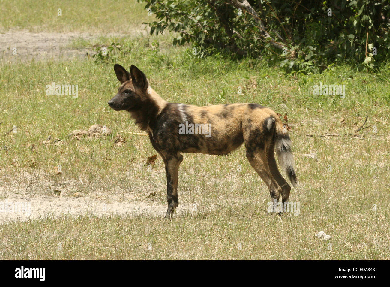 African wild dog standing profile Stock Photo - Alamy