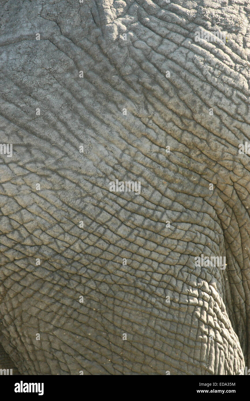 Elephant skin pattern hi-res stock photography and images - Alamy
