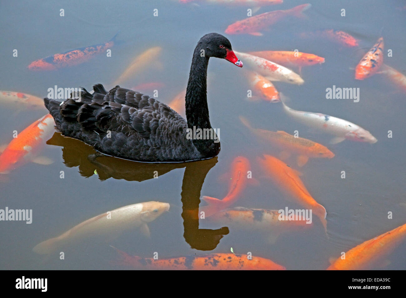 Black swan (Cygnus atratus) native to Australia swimming among Koi fish ...