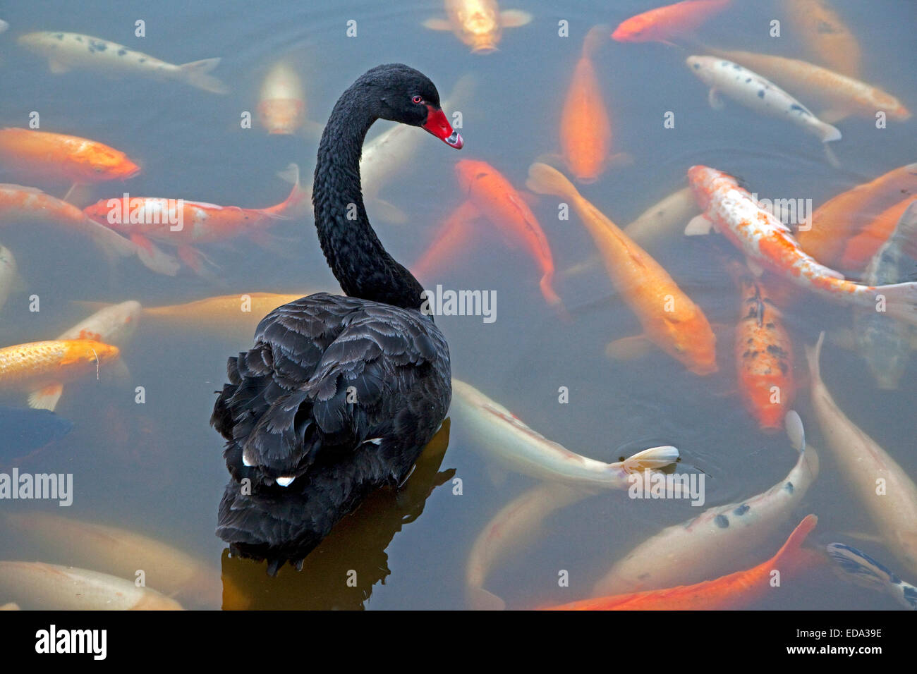 Australian native fish hi-res stock photography and images - Alamy