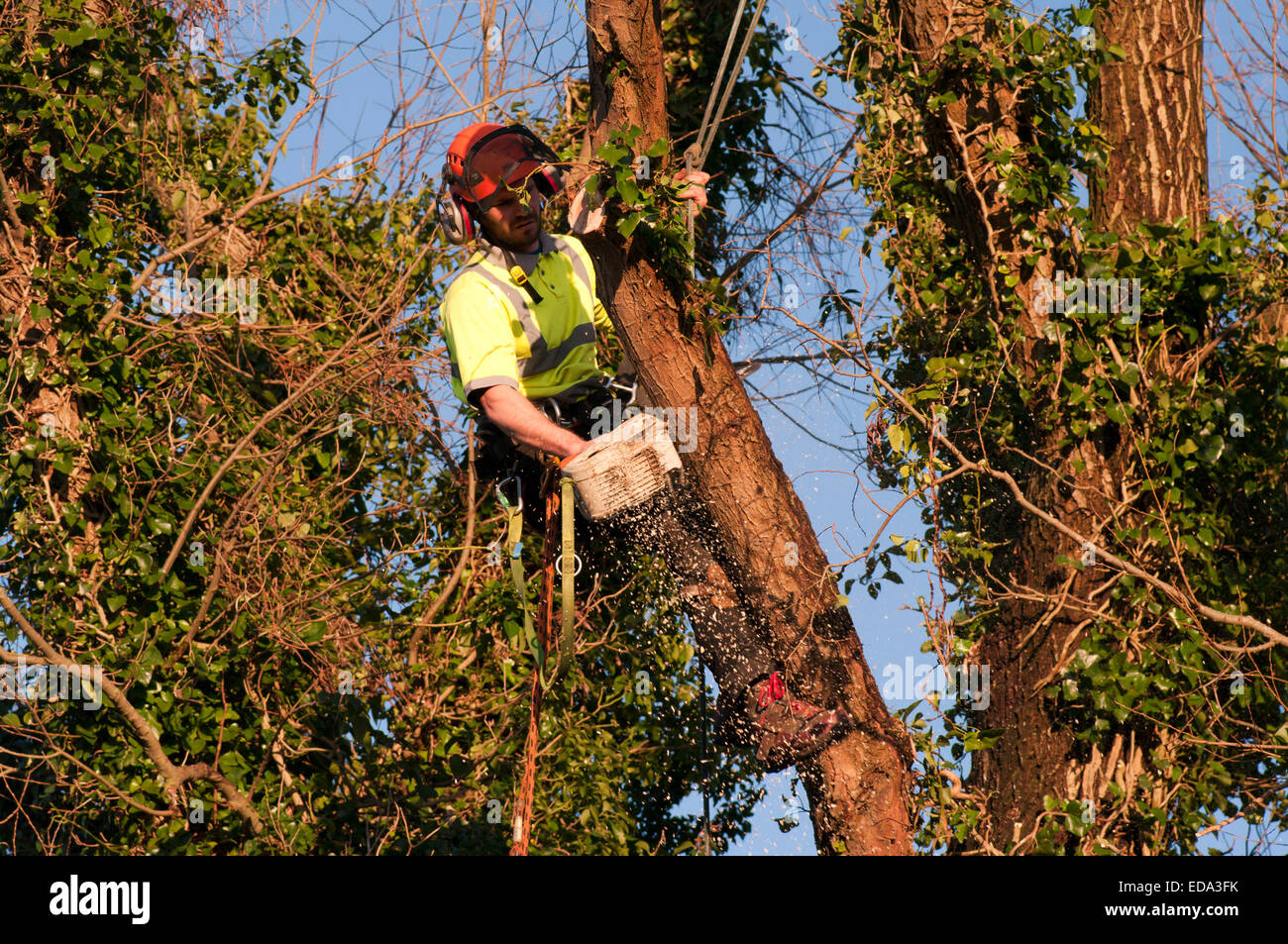 Tree Surgeon Using a Chainsaw Up A Tree Stock Photo - Alamy
