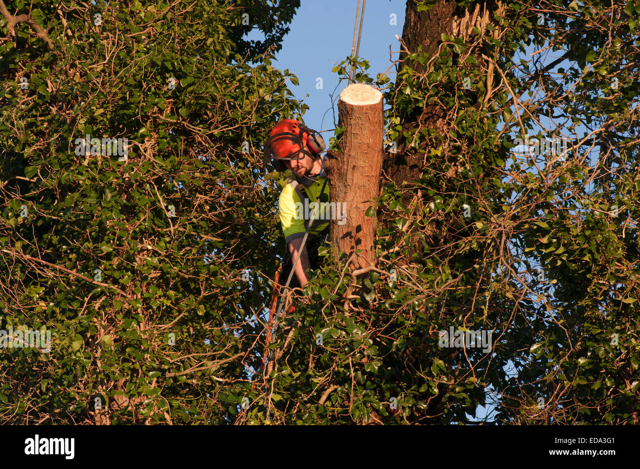 Tree Surgeon Wearing Safety Harness In A Tree Stock Photo - Alamy