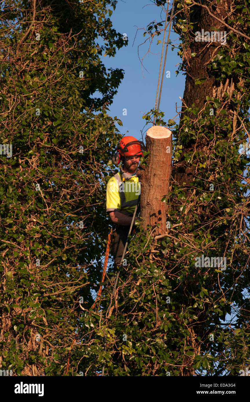 Tree Surgeon Up A Tree Stock Photo - Alamy