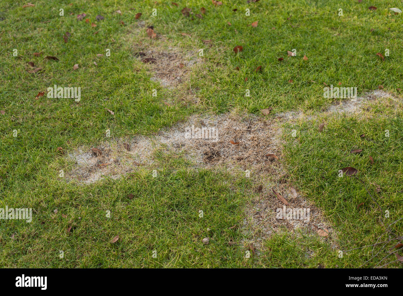 Charred grass from the cremated ash of a loved one begins to grow ...