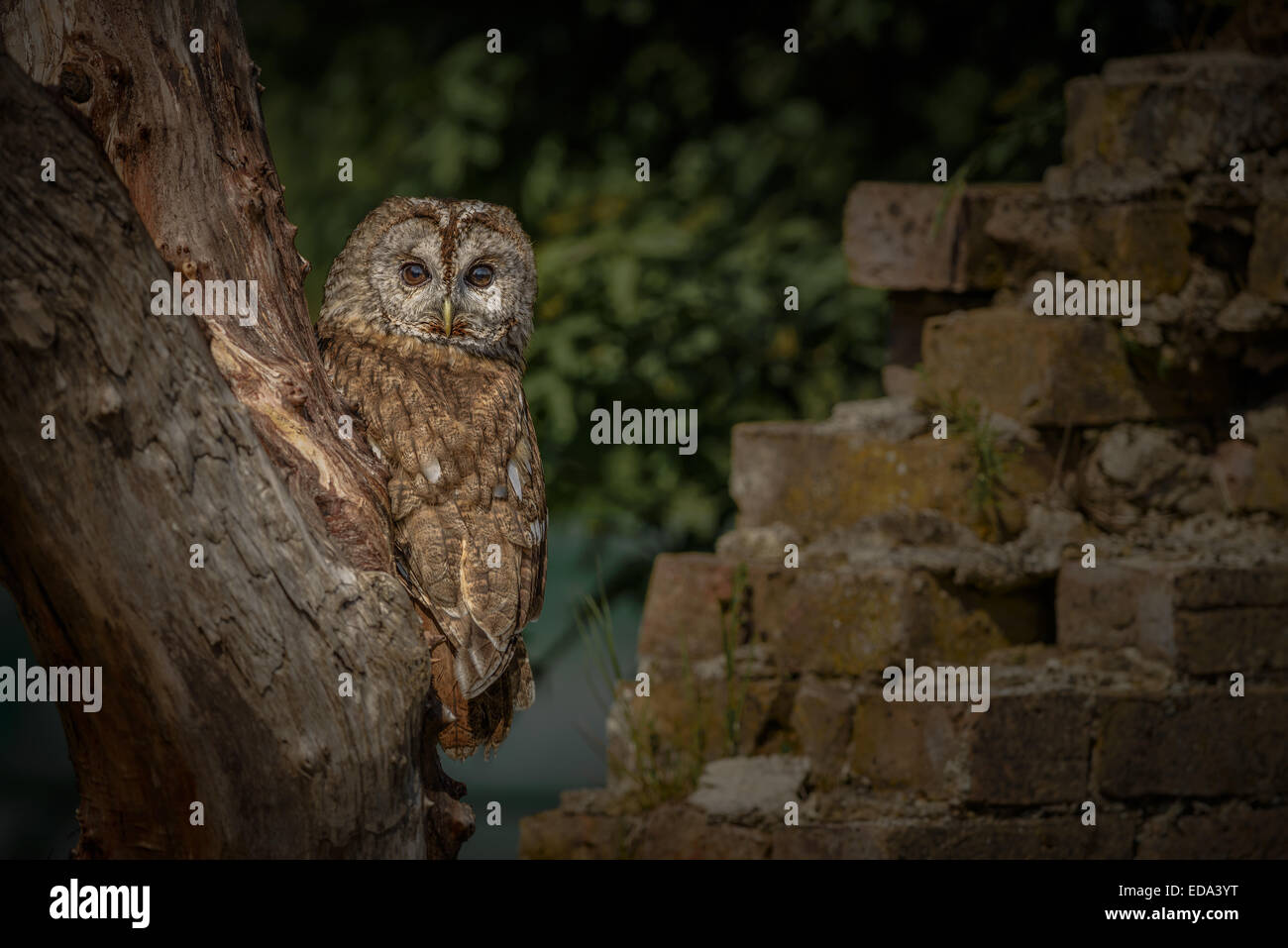 A Tawny Owl perches on an old tree at dusk on the edge of a farm yard ...