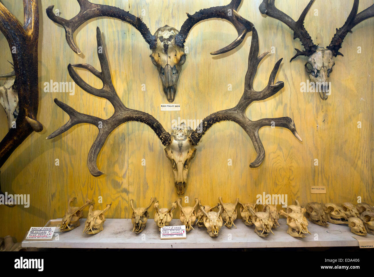 Bone collection hi-res stock photography and images - Alamy