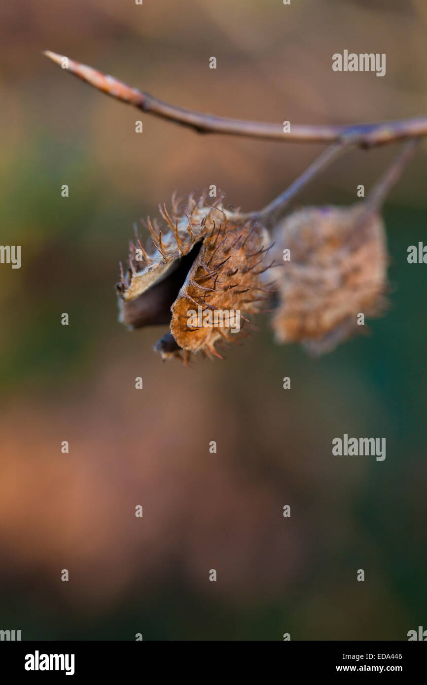 Beech fagus sylvatica nut husk hi-res stock photography and images - Alamy