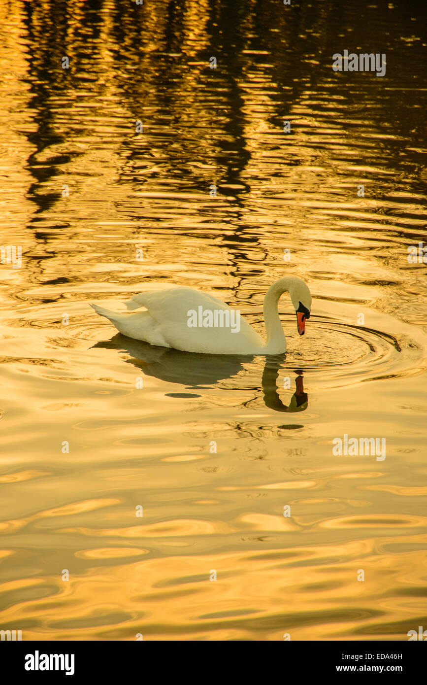 On Golden Ponds Stock Photo - Alamy